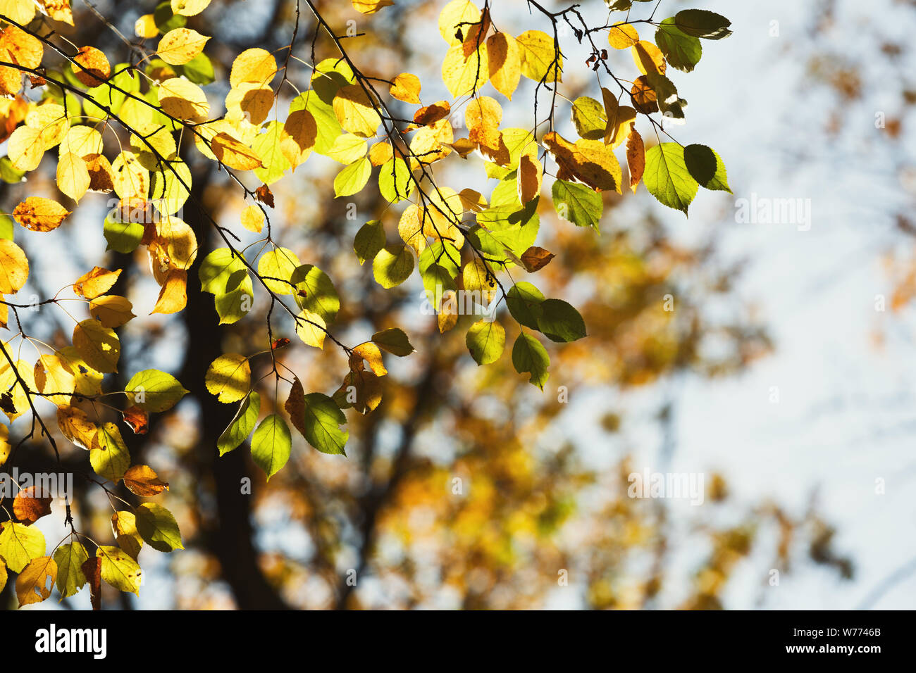 Fall backdrop. Branches of trees with autumn leaves Stock Photo - Alamy