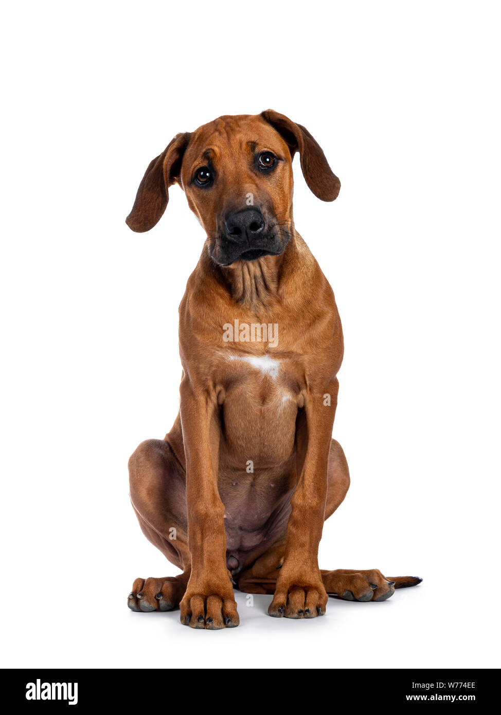 Pretty Rhodesian Ridgeback pup sitting straight up. Looking beside lens ...