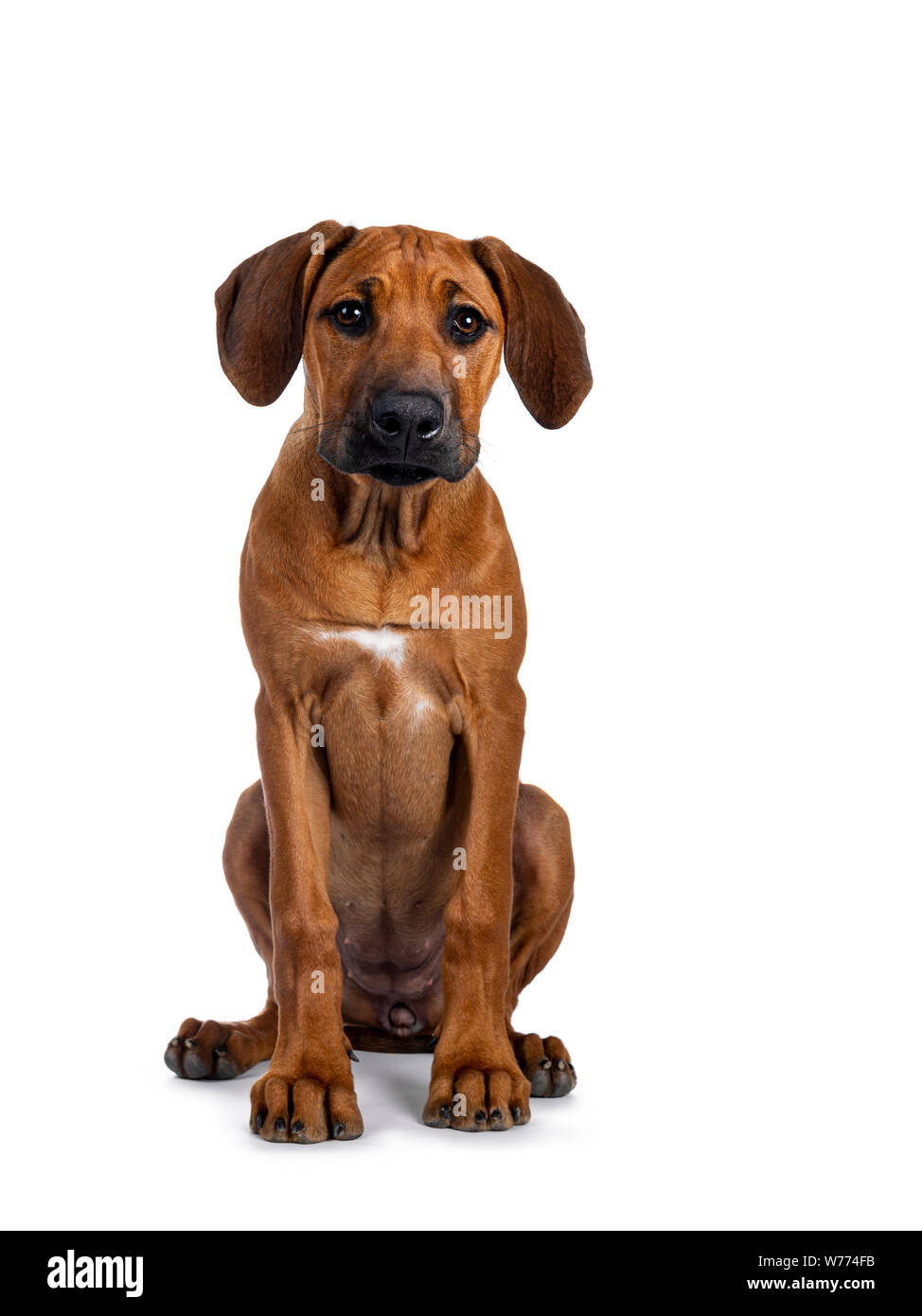 Rhodesian ridgeback hi-res stock photography and images - Alamy
