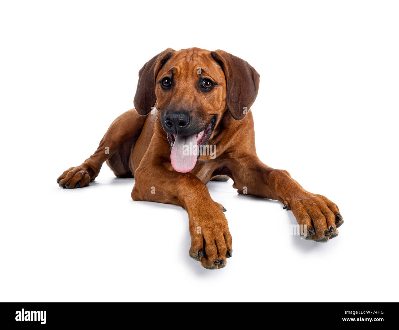 Rhodesian ridgeback dog laying down hi-res stock photography and images ...