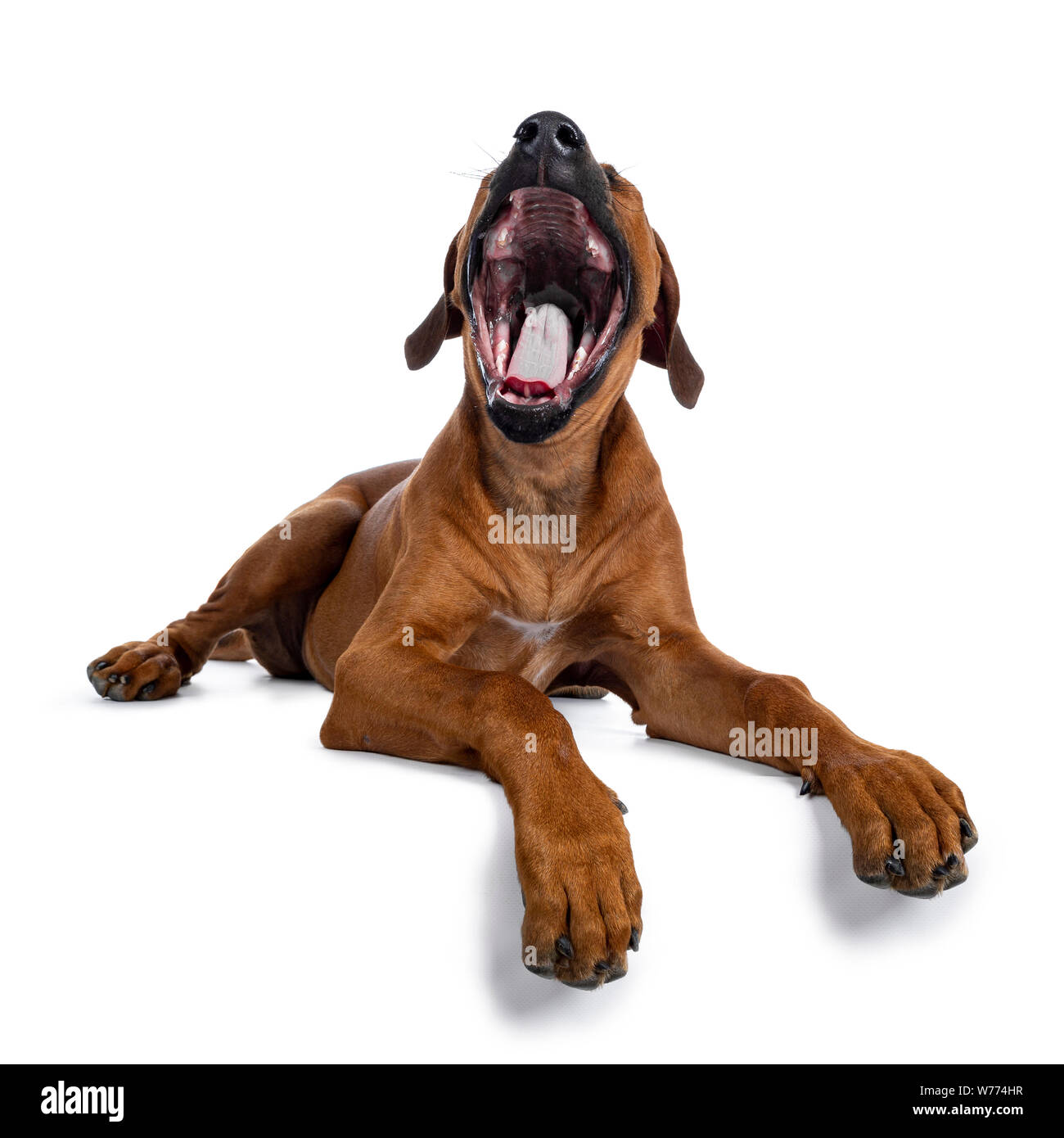 Rhodesian ridgeback teeth Cut Out Stock Images & Pictures - Alamy