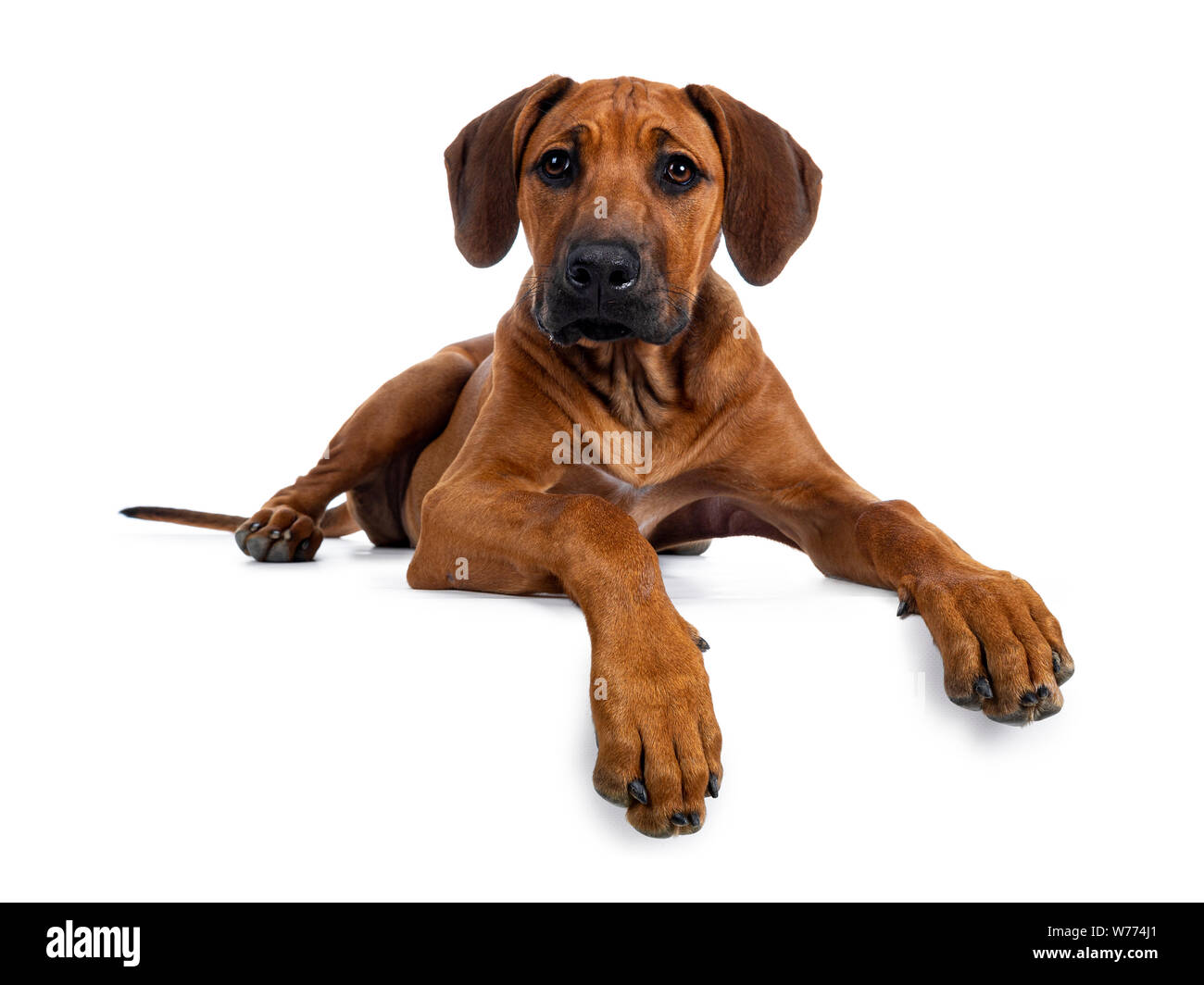 Pretty Rhodesian Ridgeback pup laying down. Looking at lens with brown ...