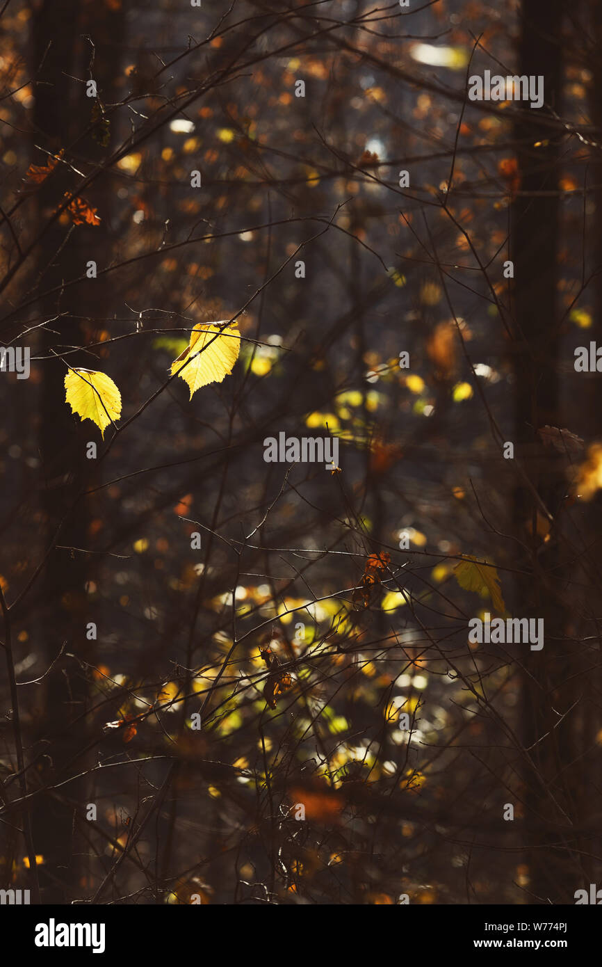 Red trees backdrop hi-res stock photography and images - Alamy