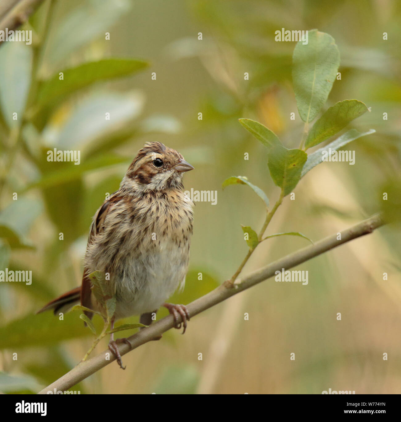 Female Reed Bunting Stock Photo - Alamy