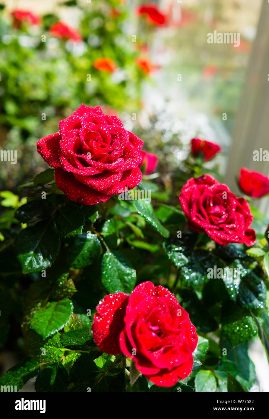 Little red roses with water drops close-up, beautiful flowers and home ...