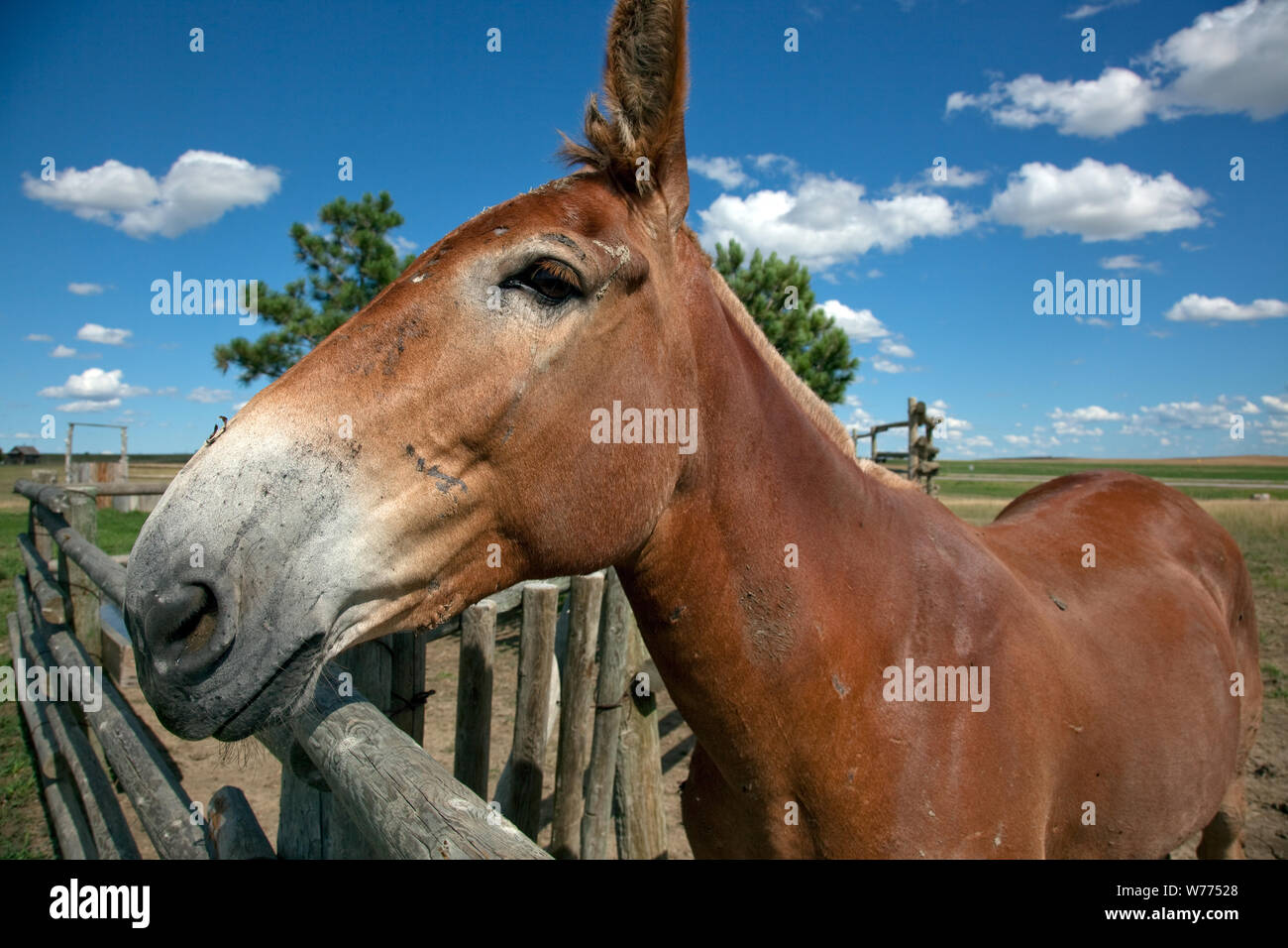 You can also view memorabilia from the late casey tibbs hi-res stock ...