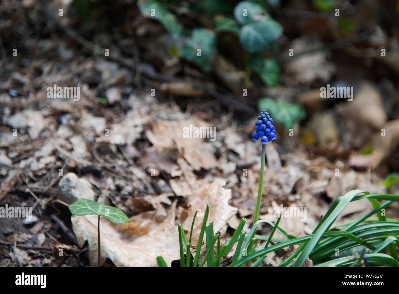 Wildflower, leaves and moss in the forest Stock Photo - Alamy