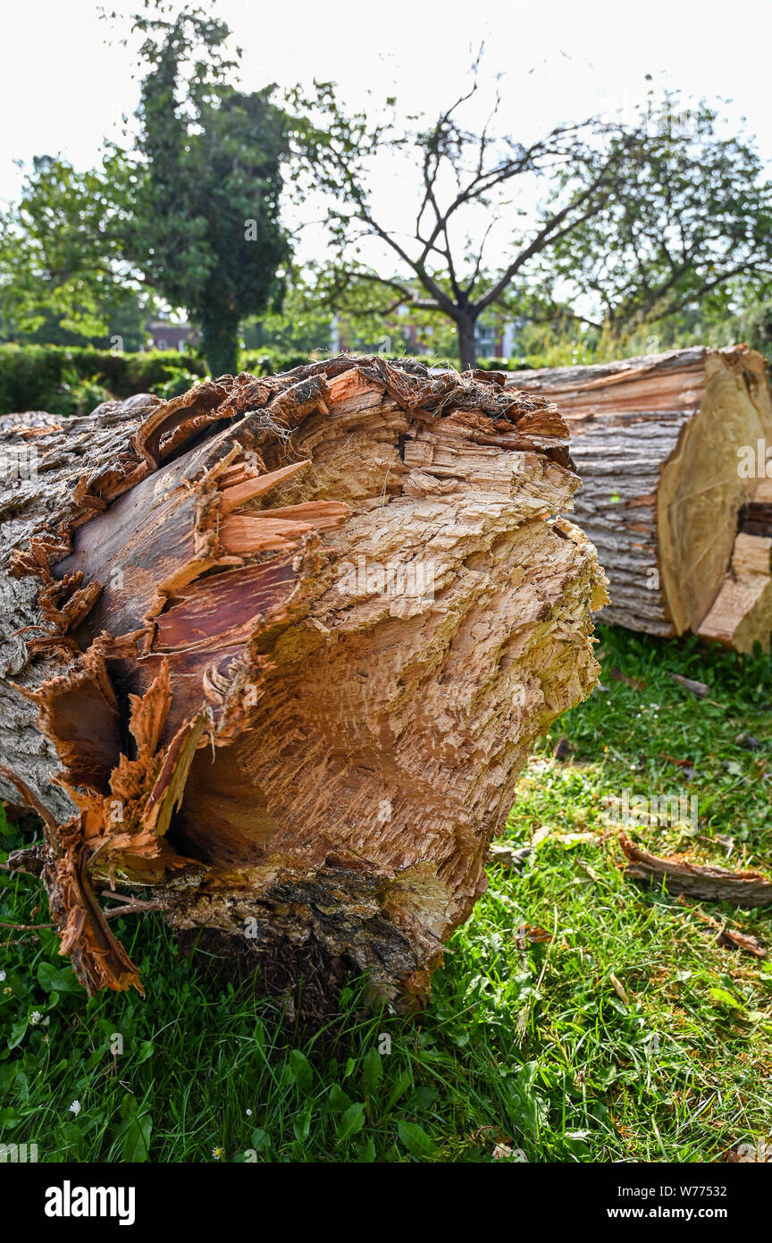 Dutch elm disease uk hi-res stock photography and images - Alamy