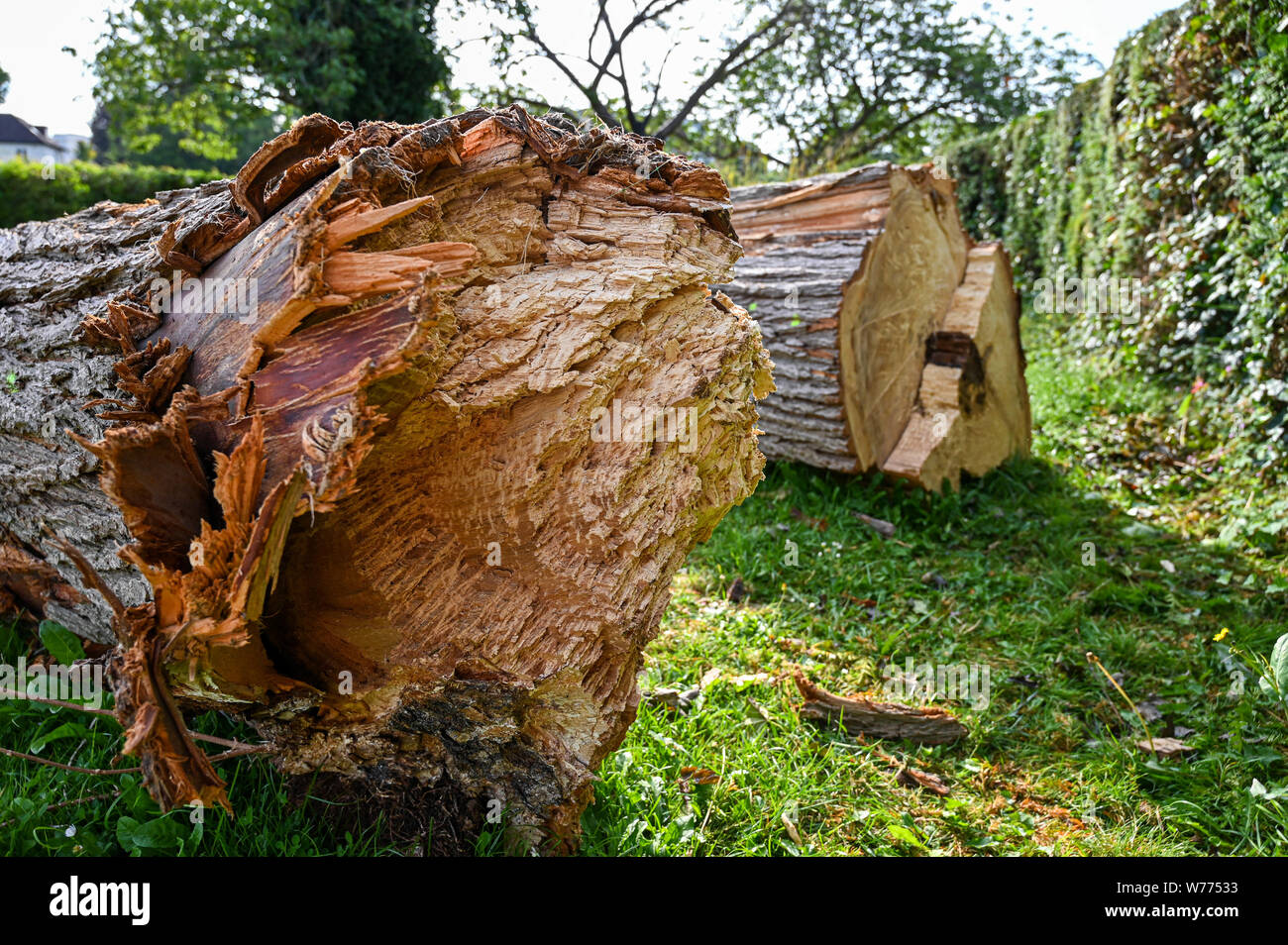 Dutch elm disease uk hi-res stock photography and images - Alamy