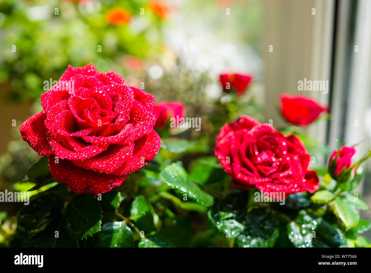 Little red flower with water drops hi-res stock photography and images ...