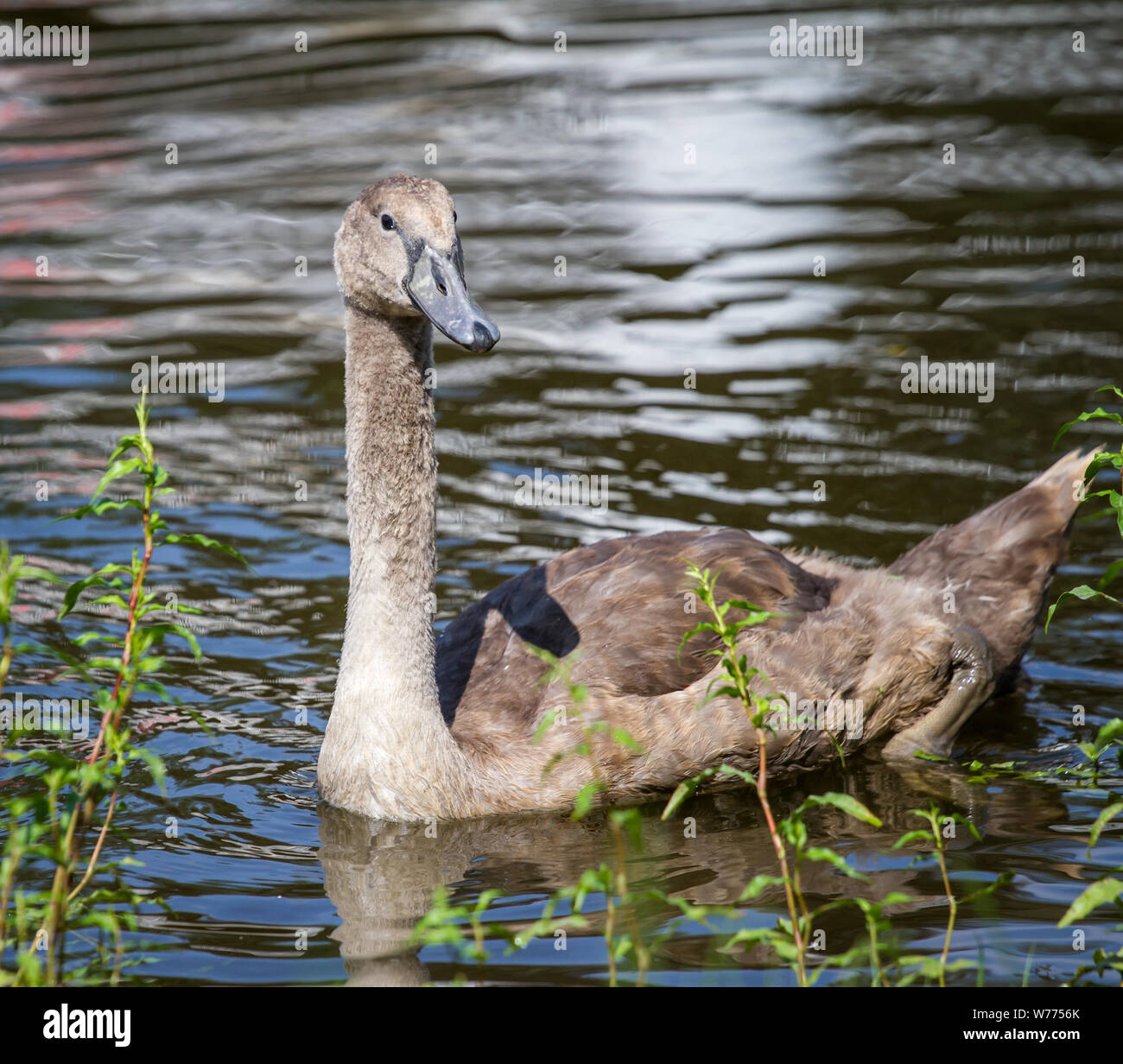 Cygnet hi-res stock photography and images - Alamy