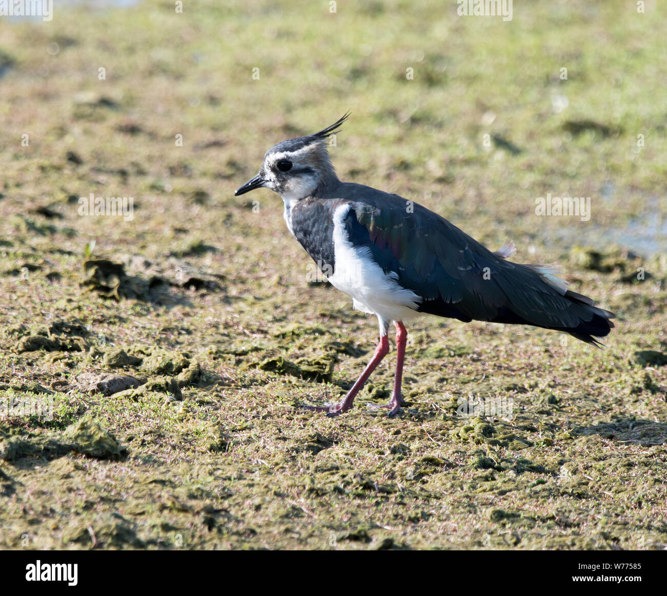 Lapwing peewit bird hi-res stock photography and images - Alamy