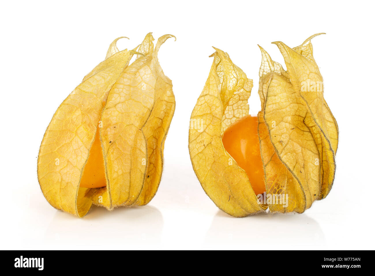 Group of two whole fresh orange physalis with husk isolated on white ...