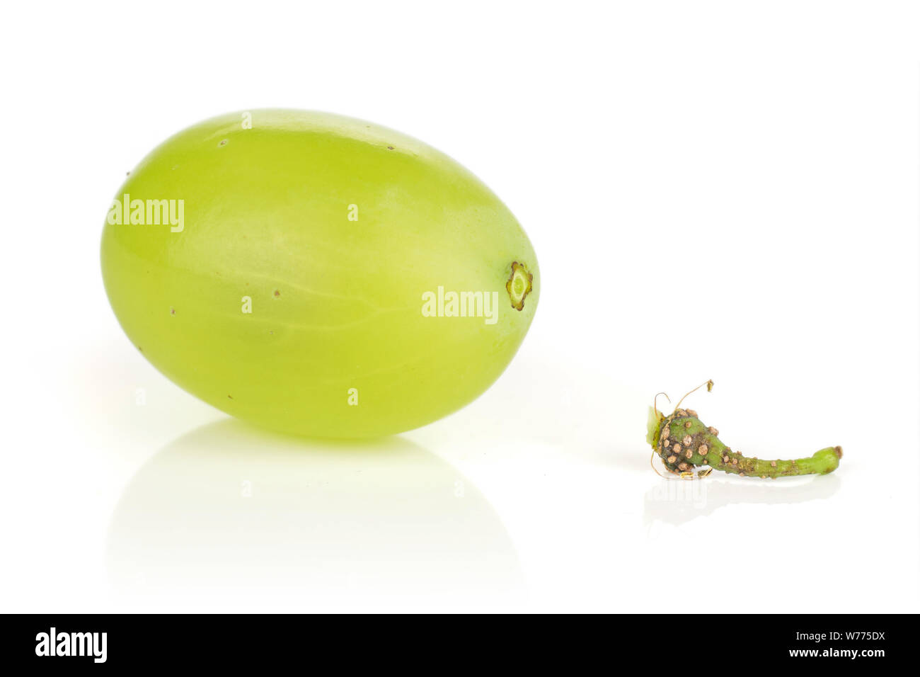 Group of one whole one piece of fresh green grape isolated on white ...