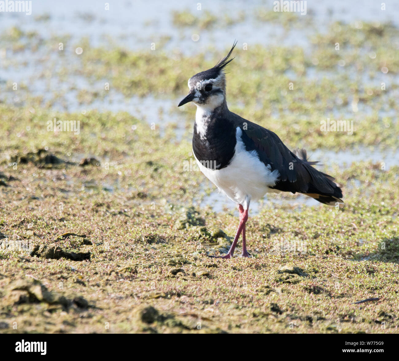 Lapwing species hi-res stock photography and images - Alamy