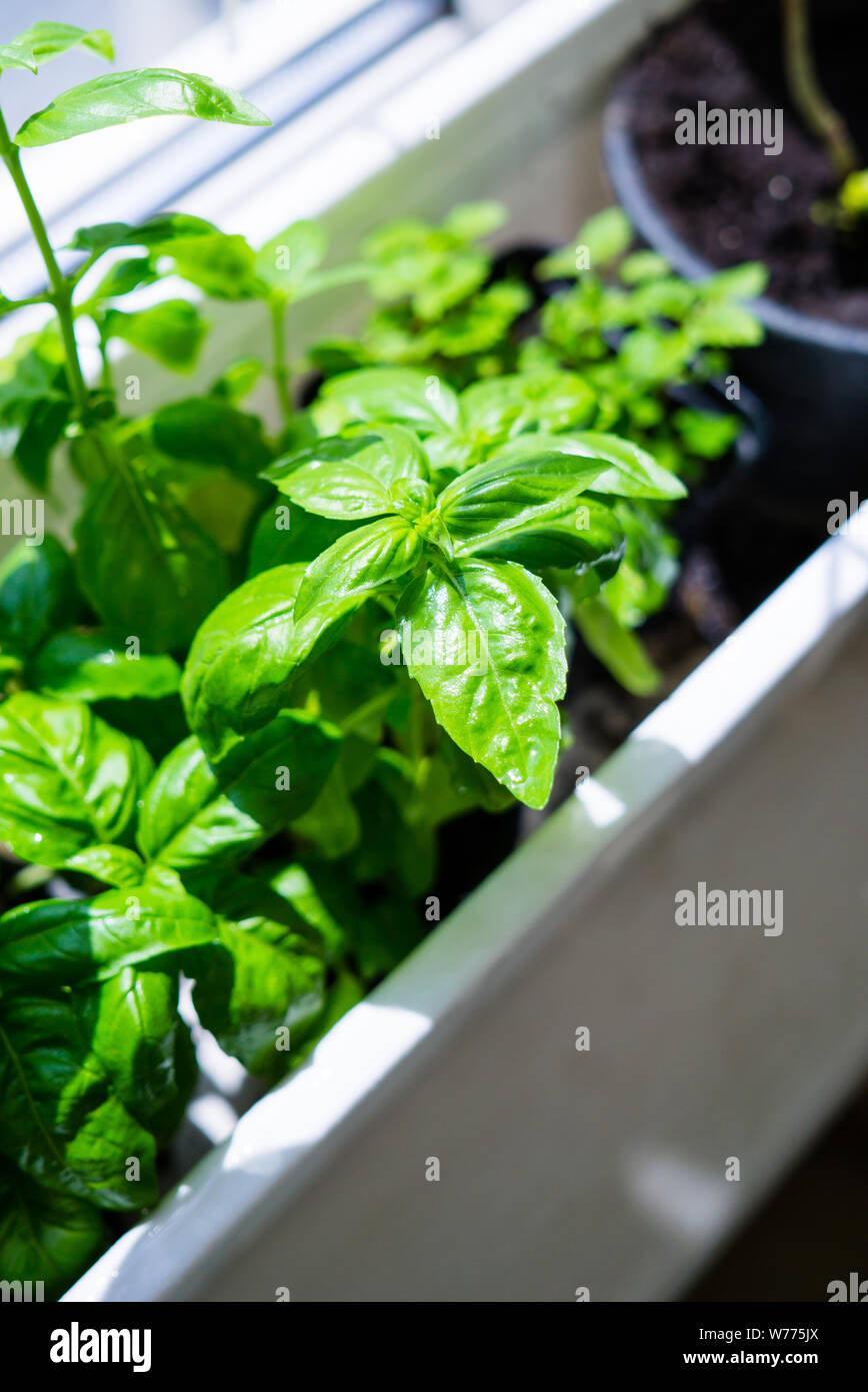 Green basil leaves in plastic plant box on windowsill, home herbal ...