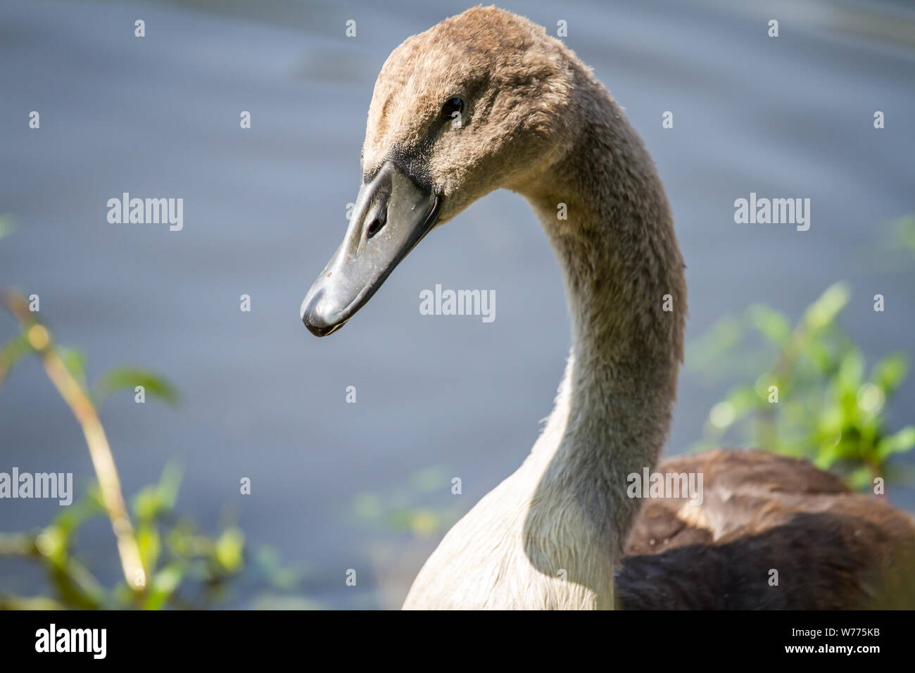 Cygnet and swan hi-res stock photography and images - Alamy