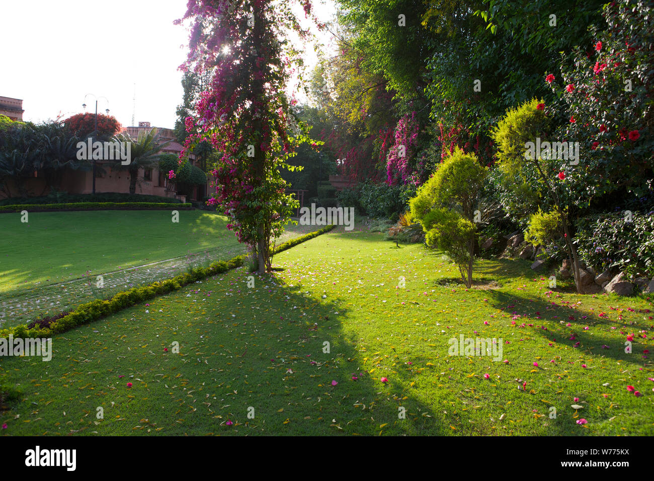 Trees in a lawn, India Stock Photo - Alamy