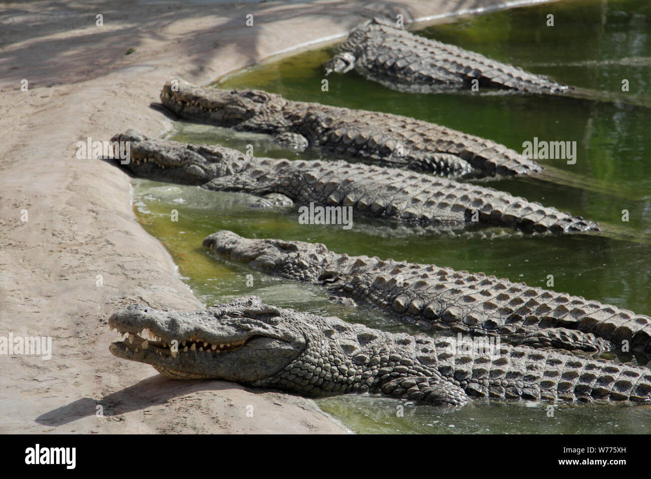 Crocodiles bask in the sun. Crocodiles in the pond. Crocodile farm ...