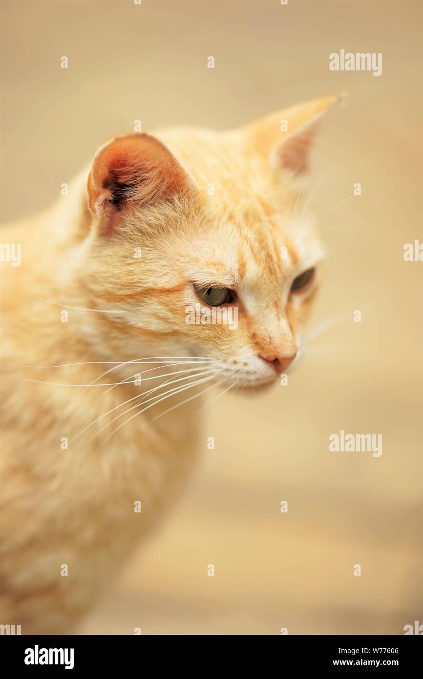 Cute ginger cat close up portrait in profile, serious look Stock Photo ...