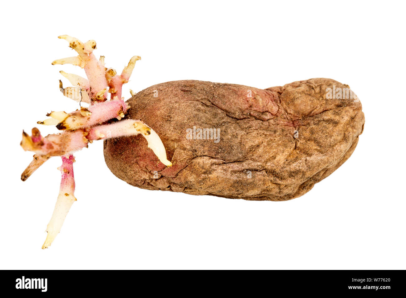 Old germinated yellow potato isolated on white background. Big sprouts ...