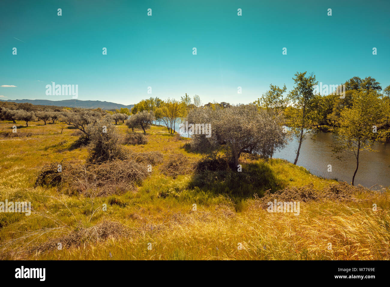Nature landscape. Rive bank with trees. Spring nature Stock Photo - Alamy
