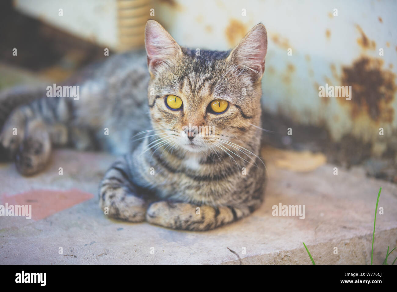 Cute gray cat sitting outdoors in the yard Stock Photo - Alamy