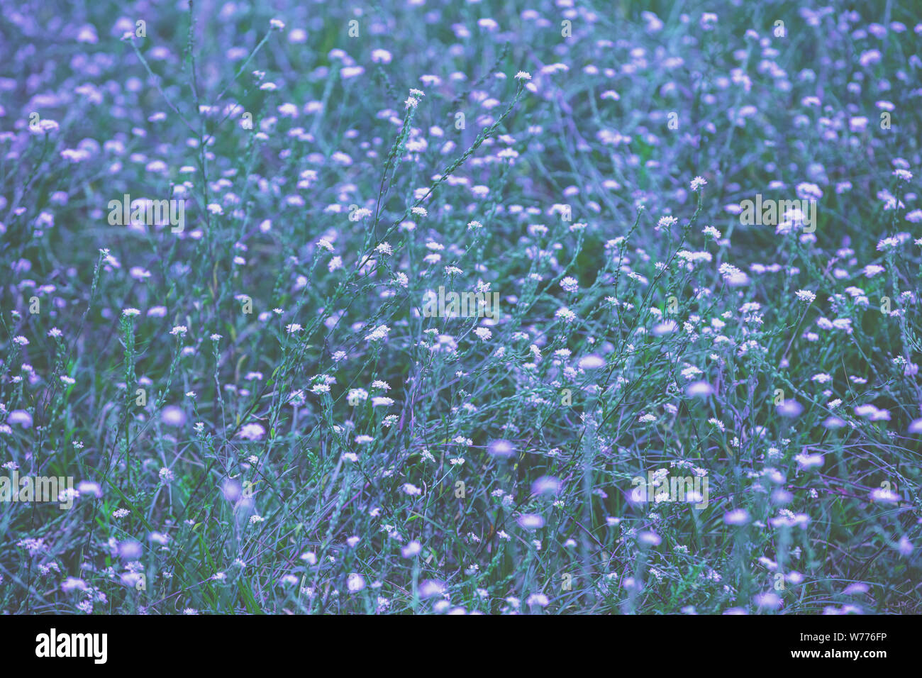 Summer nature grass background. Blue colored. Abstract grassy ...
