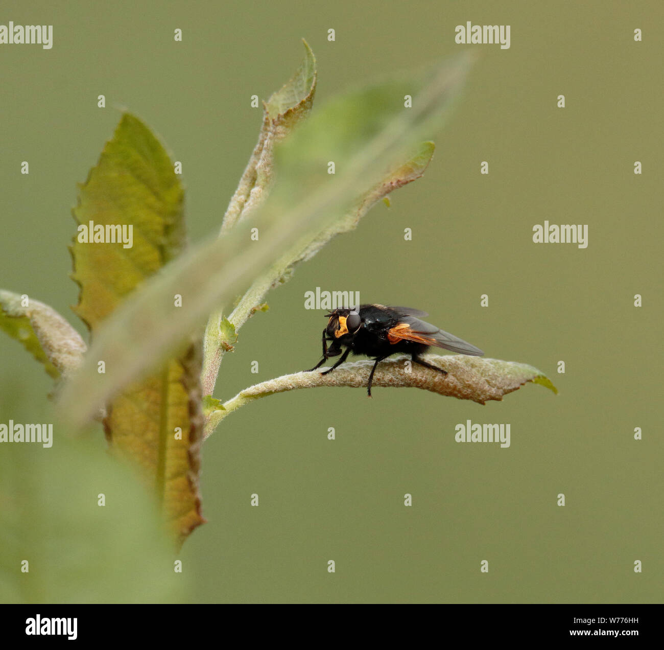 Mesembrina Meridiana High Resolution Stock Photography and Images - Alamy