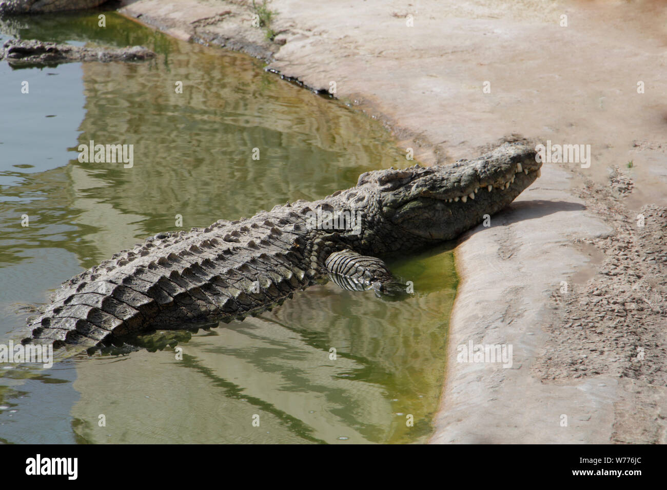 Alligator teeth close up hi-res stock photography and images - Alamy