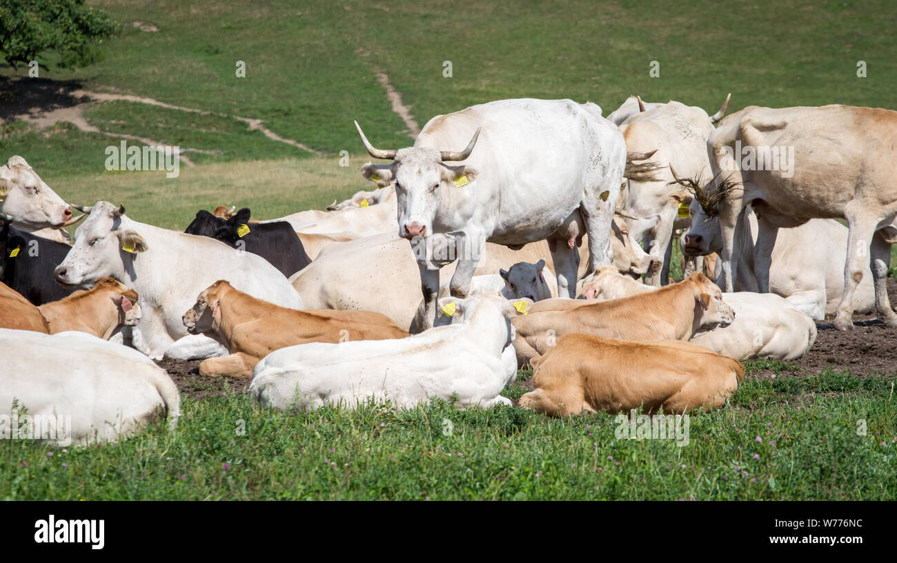 Free range cows hi-res stock photography and images - Alamy