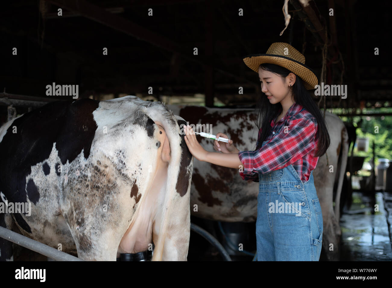 Young women cows dairy farm hi-res stock photography and images - Alamy