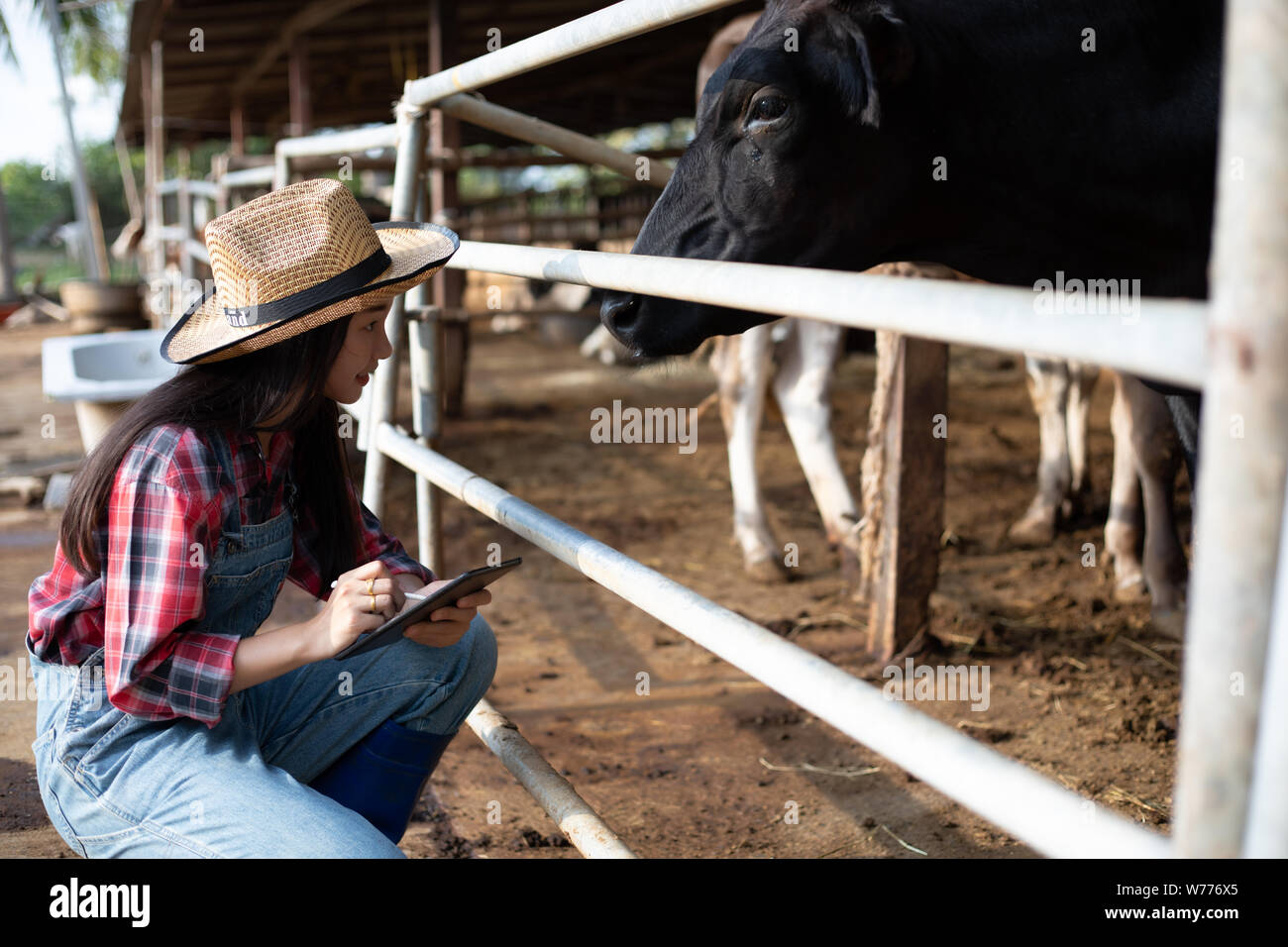 Asian women farming and agriculture industry and animal husbandry ...