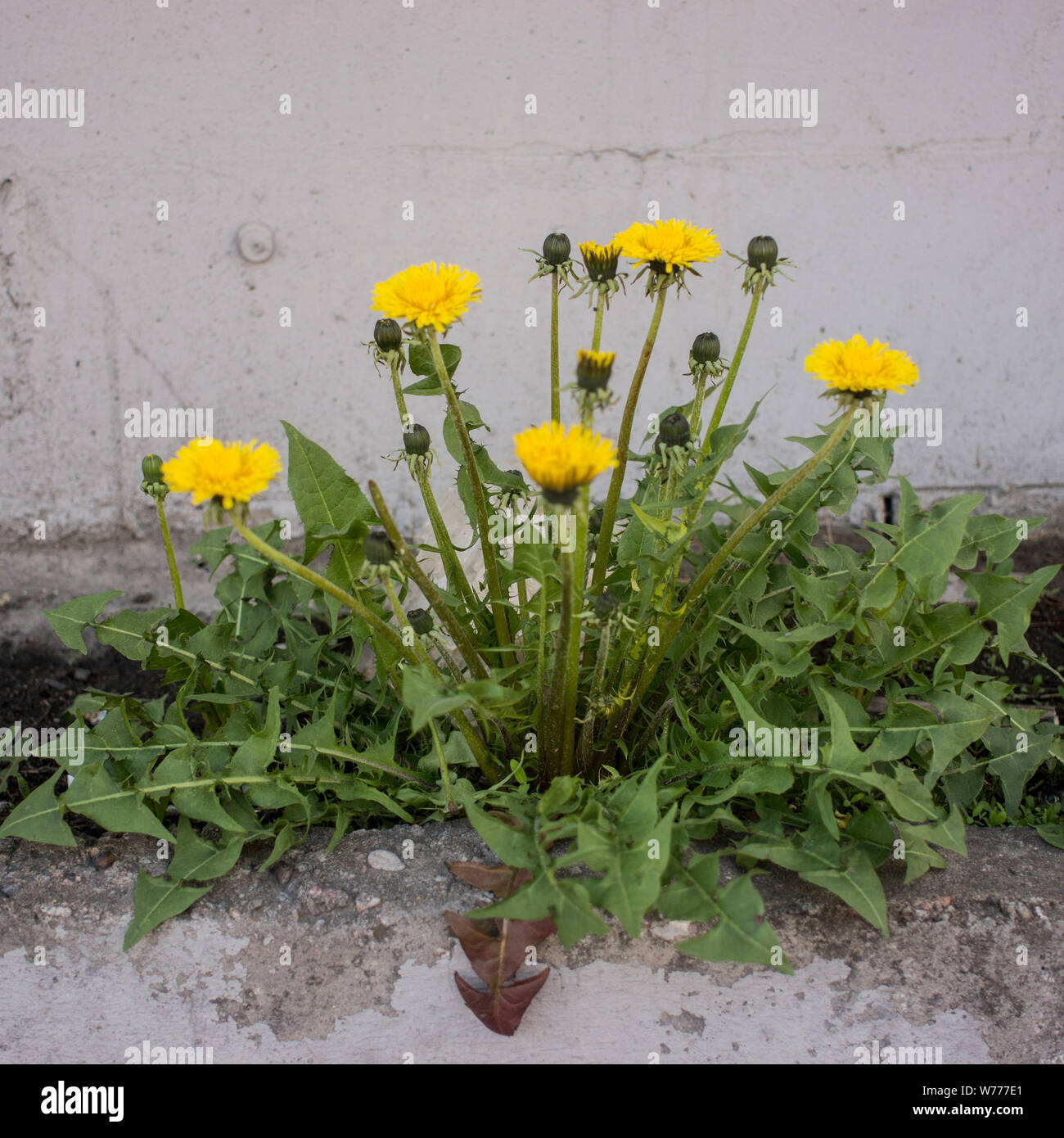 Yellow flower of a dandelion plant Taraxacum officinale aka ordinary ...