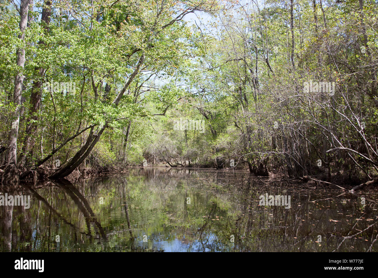 000 acres of swamps hi-res stock photography and images - Alamy