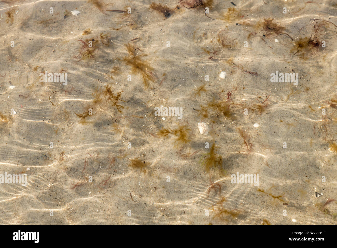 Seabed with sand, shells and algae under small waves with light ...