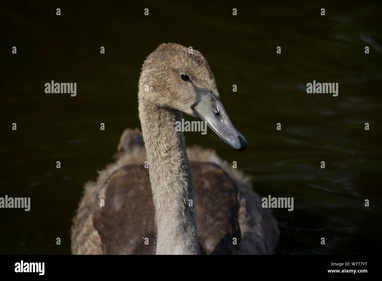 Cygnet and swan hi-res stock photography and images - Alamy