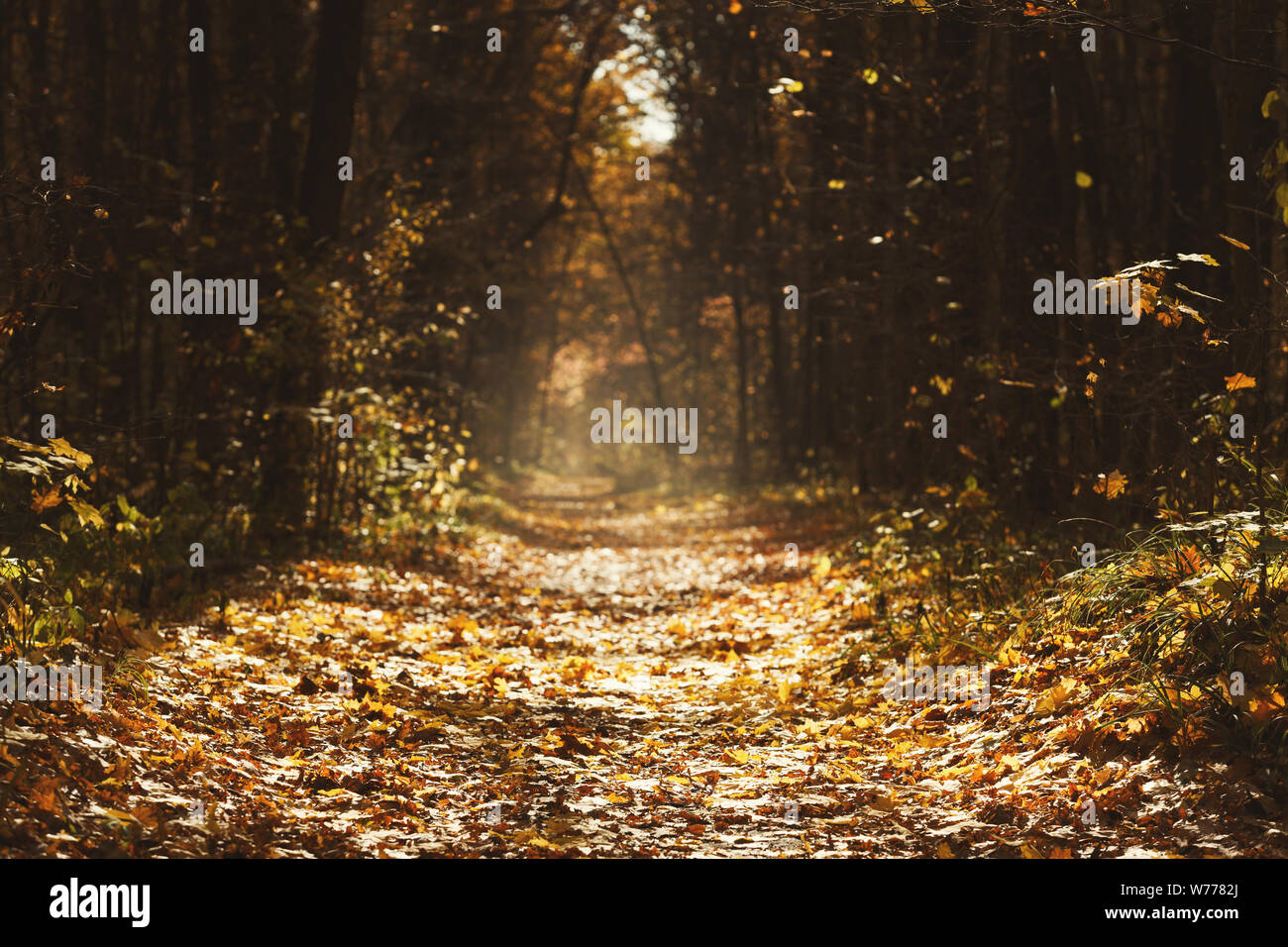 Autumn forest landscape, beautiful scene with sun beams Stock Photo - Alamy