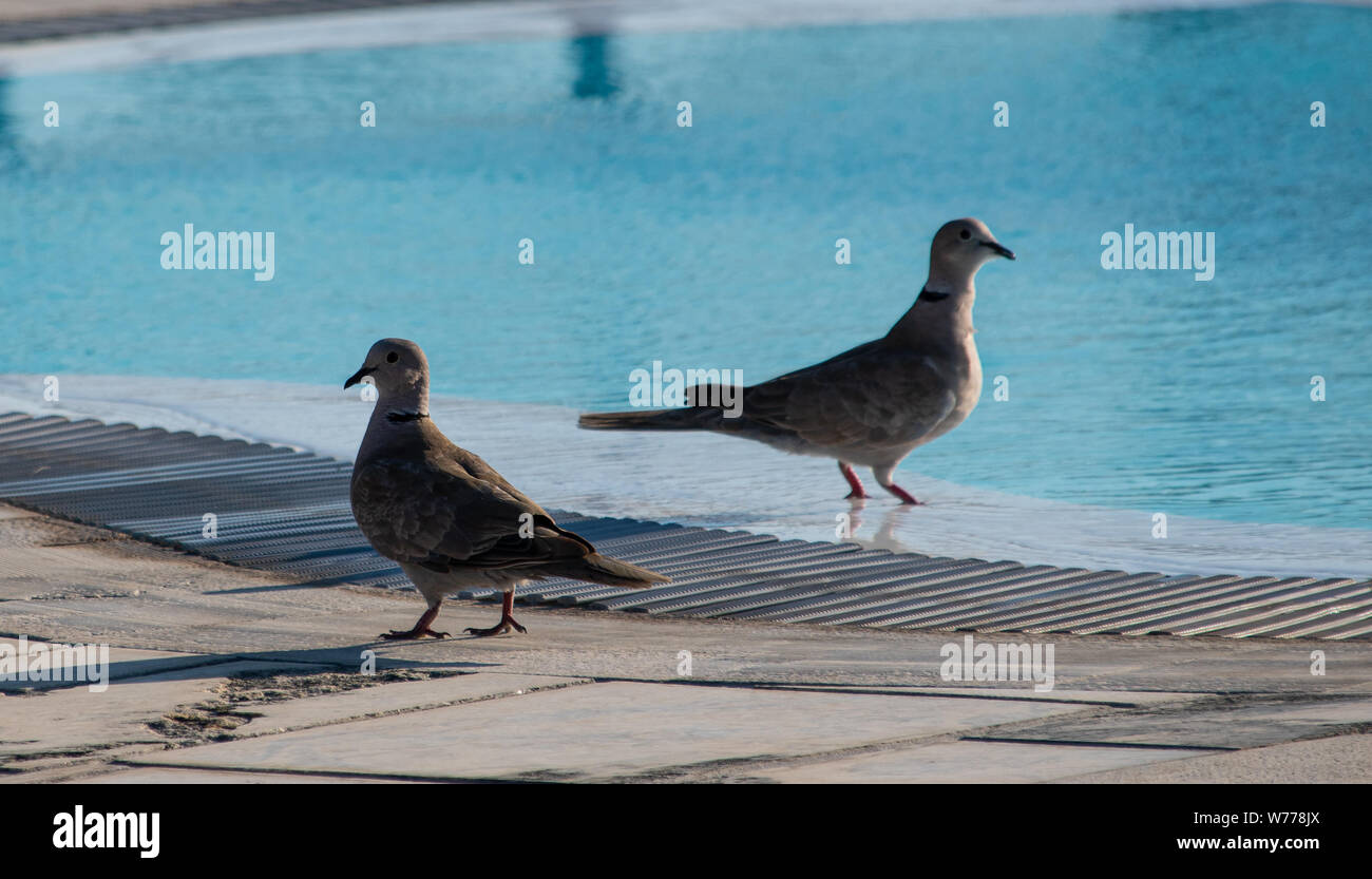 Pigeon Swimming Pool Bird High Resolution Stock Photography and Images ...