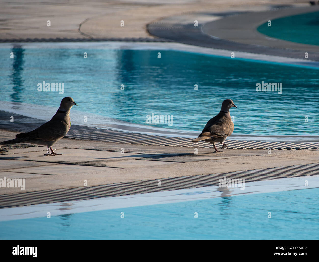 A pair of Ring Necked doves land for a drink from a swimming pool in ...