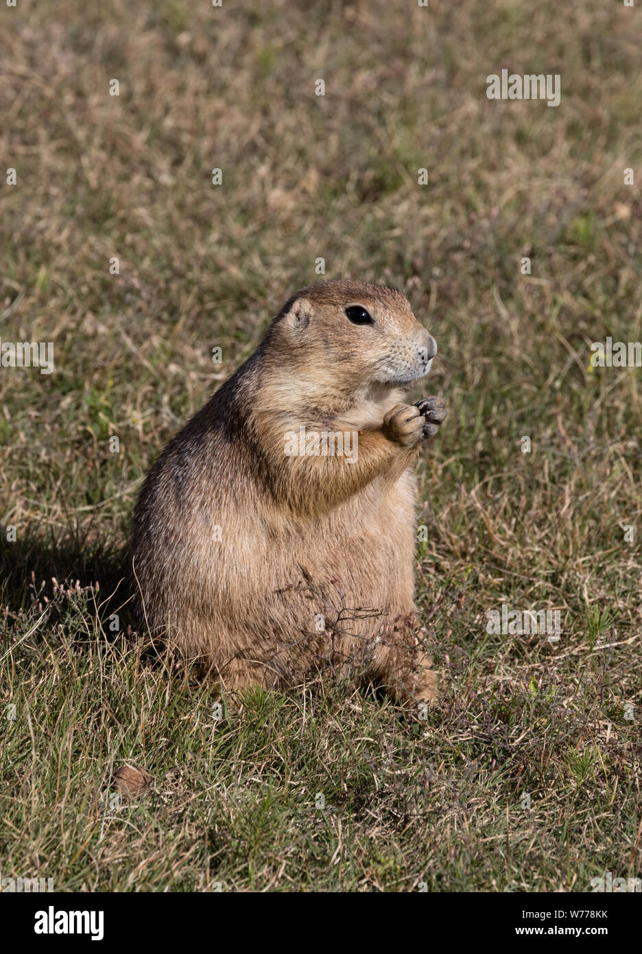 What Color Is A Prairie Dog