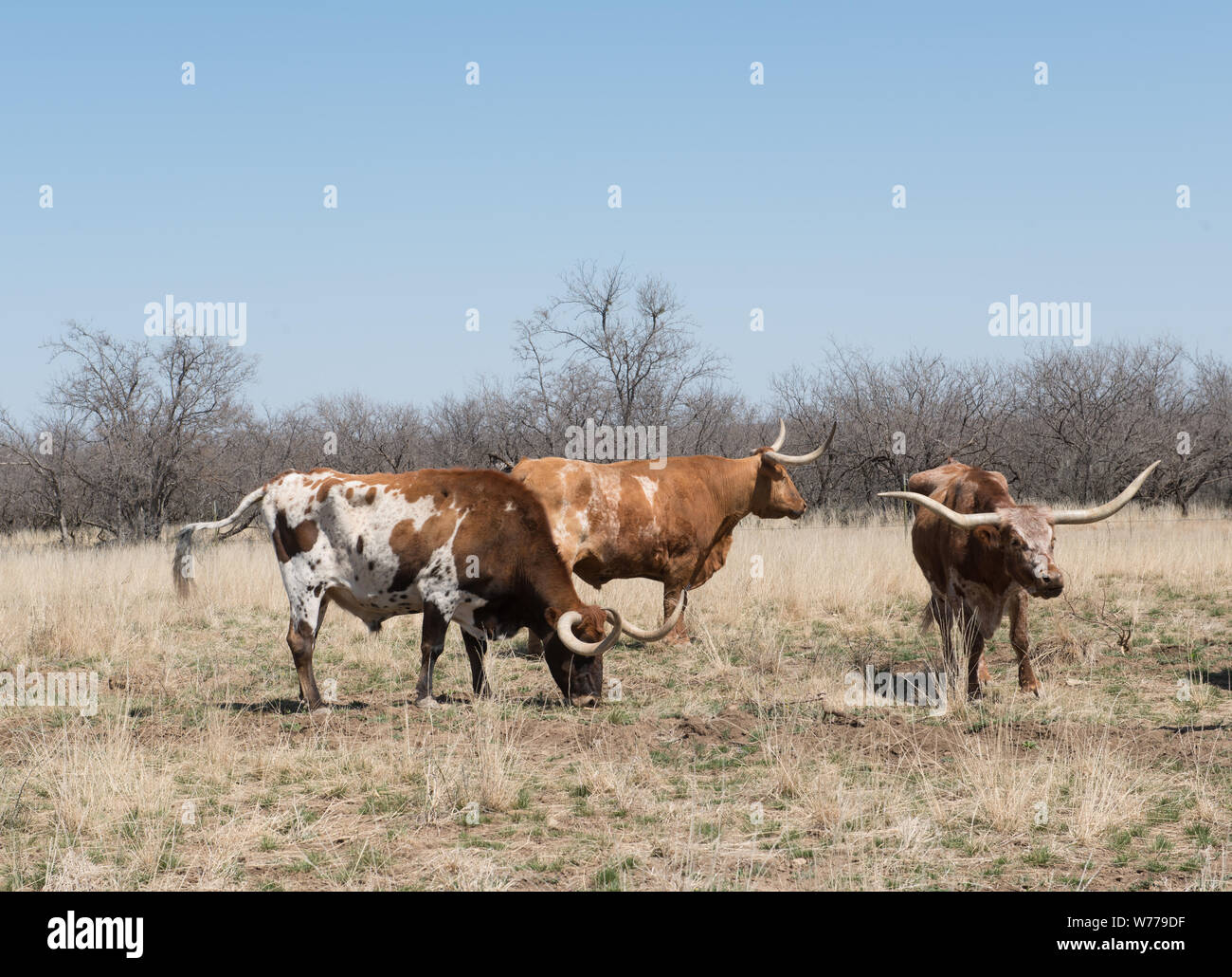 A herd of longhorn cattle that grazes near the Fort Griffin townsite ...