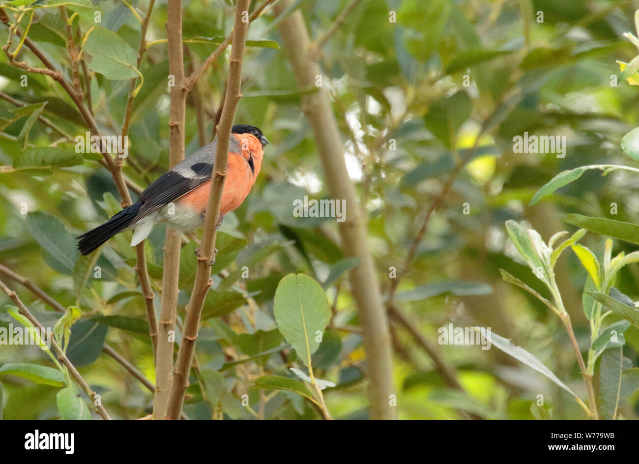 Bullfinch flying uk hi-res stock photography and images - Alamy