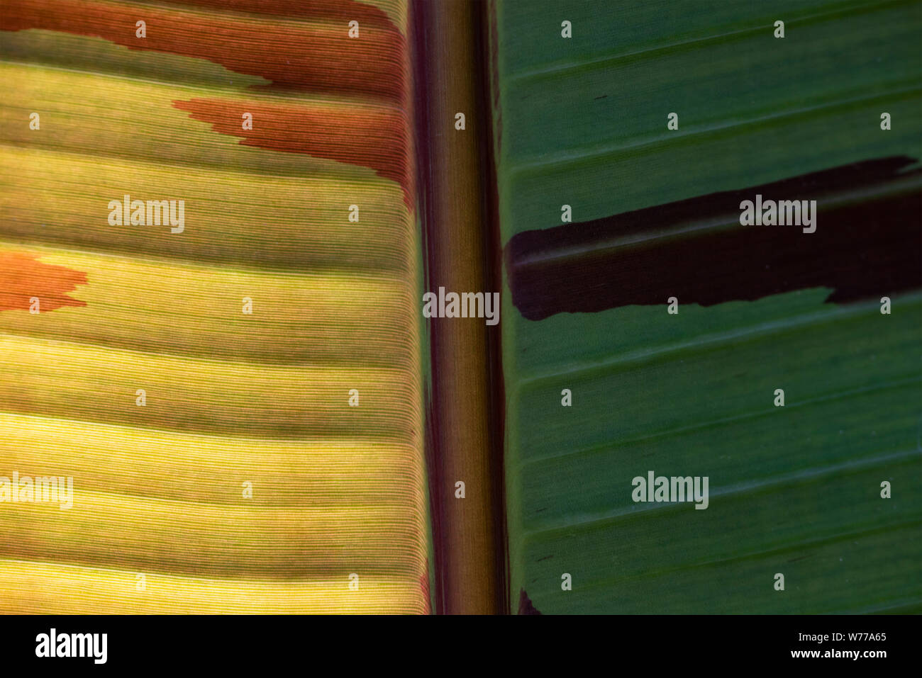 Visible leaf structures hi-res stock photography and images - Alamy
