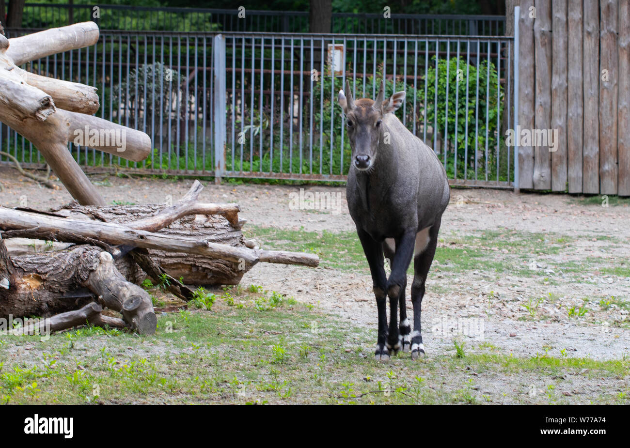 Nilgai (Boselaphus tragocamelus), also known as the nilgau or blue bull ...