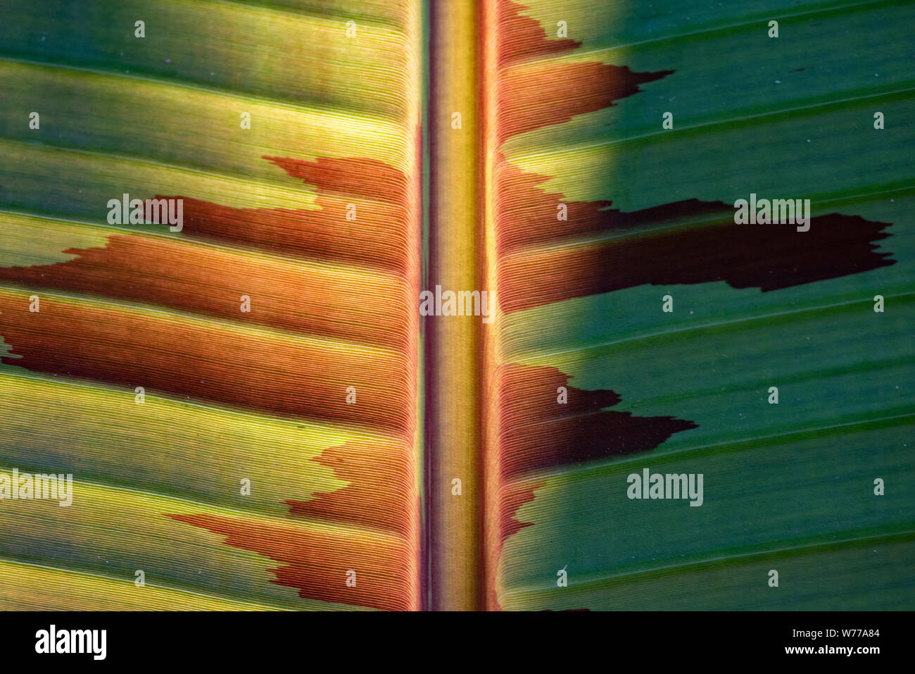 Green leaf with a clearly visible texture and with a dry area Stock ...