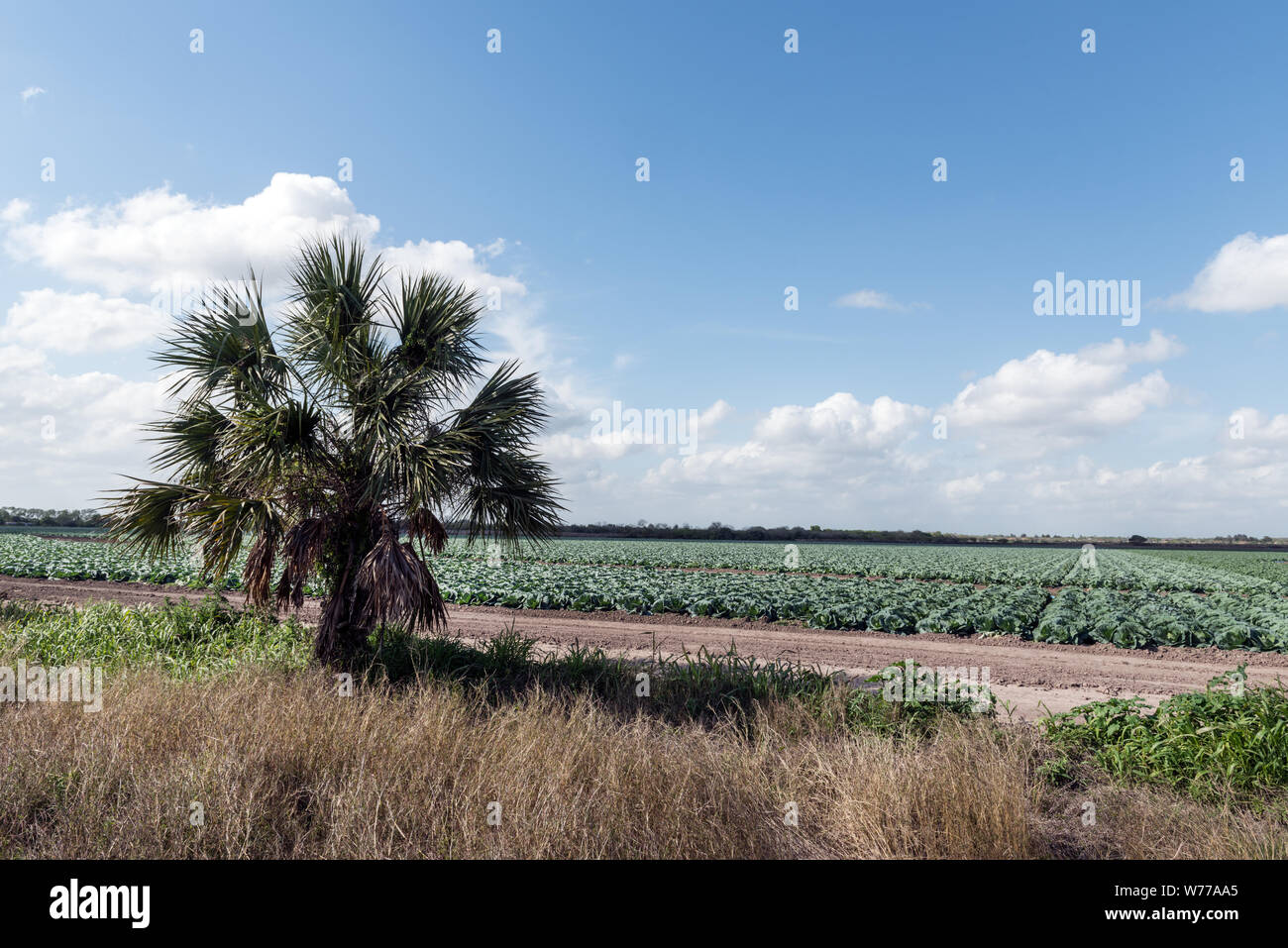 Along the rio grande river physical description hi-res stock ...