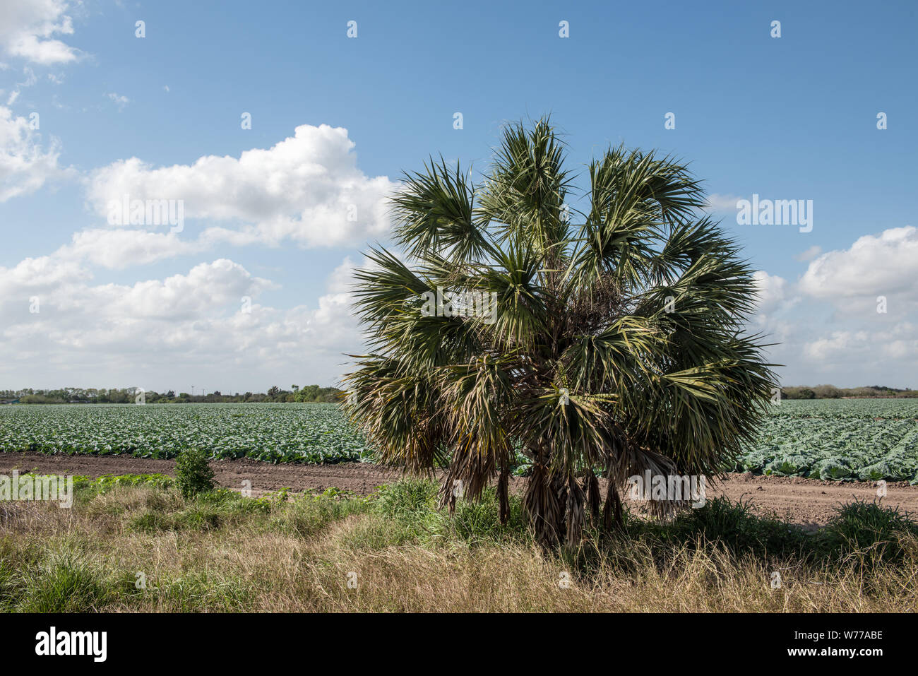 Along the rio grande river physical description hi-res stock ...