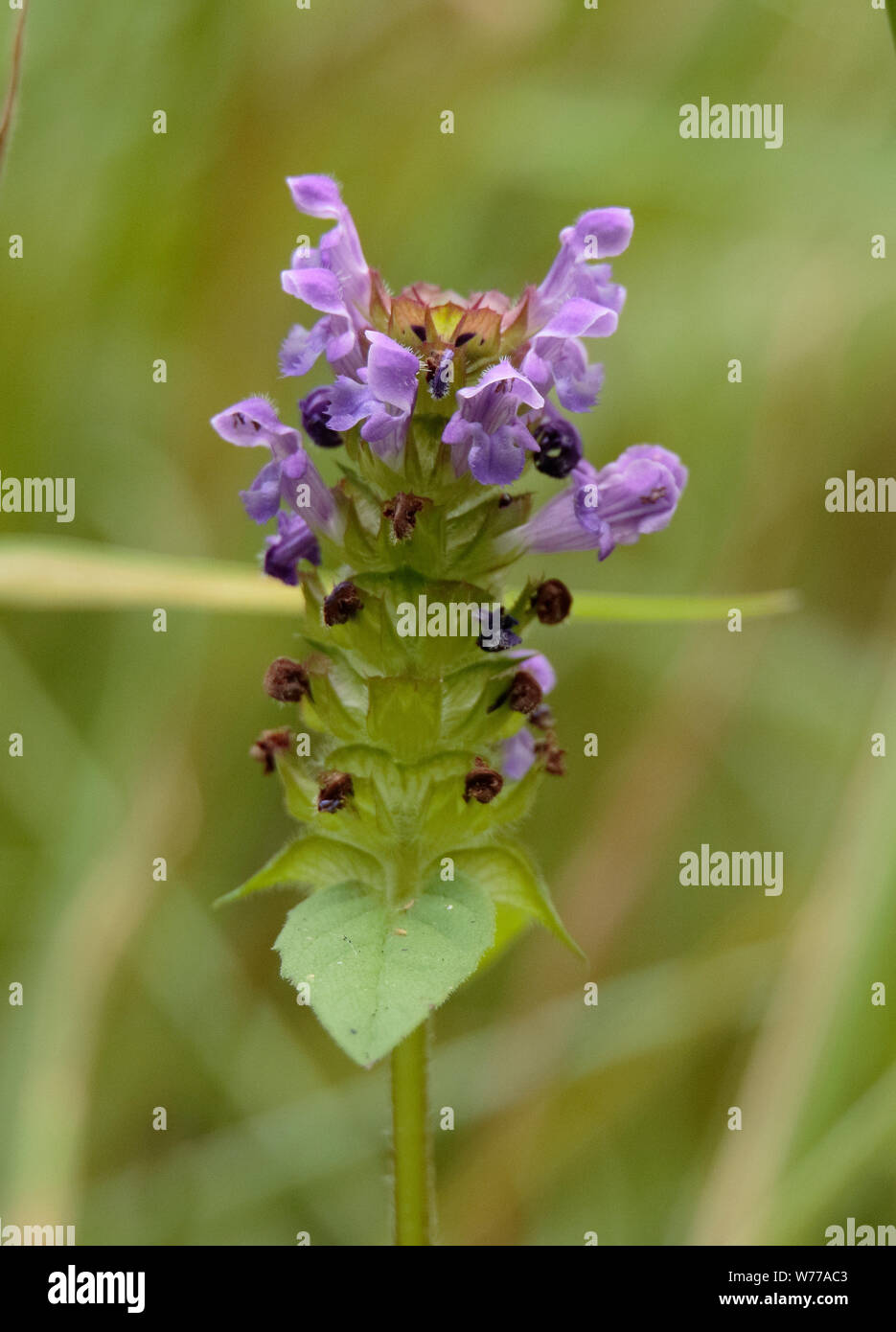 Self heal prunella vulgaris plants flowering hi-res stock photography ...