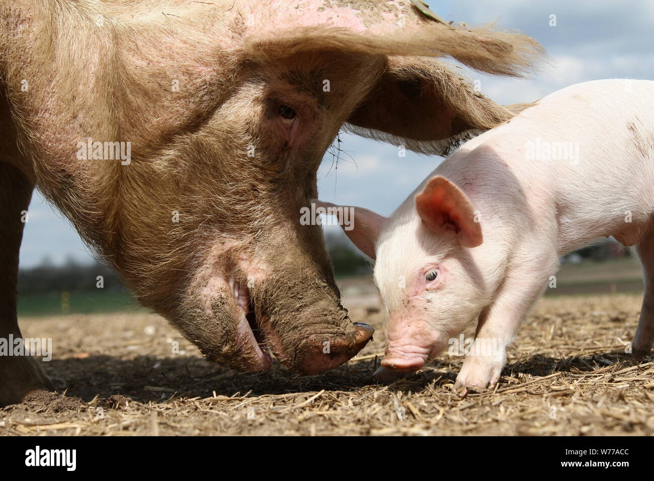 BORIS THE PIG AND BORIS THE PIGLET JUNIOR ON A FARM IN OXFORDSHIRE ...